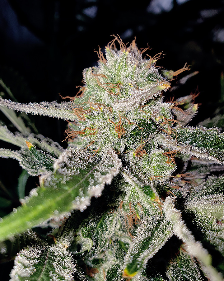 Auto Gelato Seeds - Kush Seeds