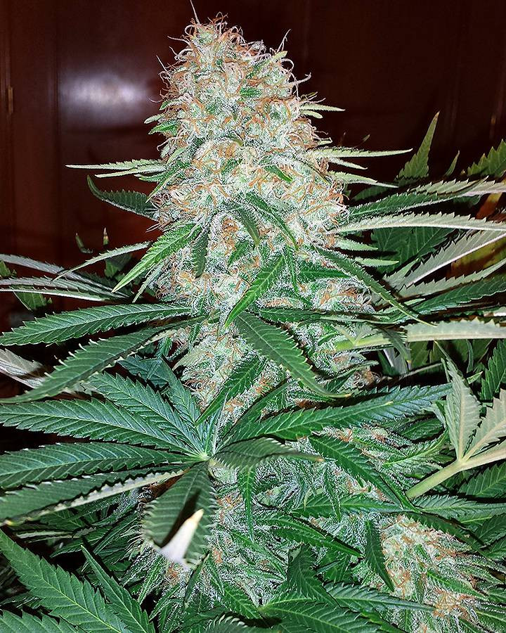 Auto Skunk #1 Seeds - Kush Seeds