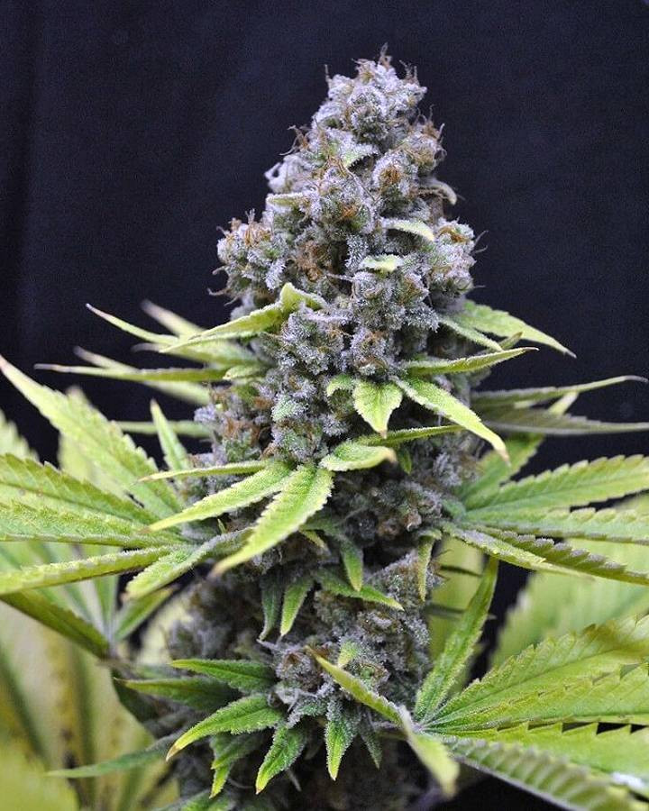 Blueberry Feminized Seeds - Kush Seeds