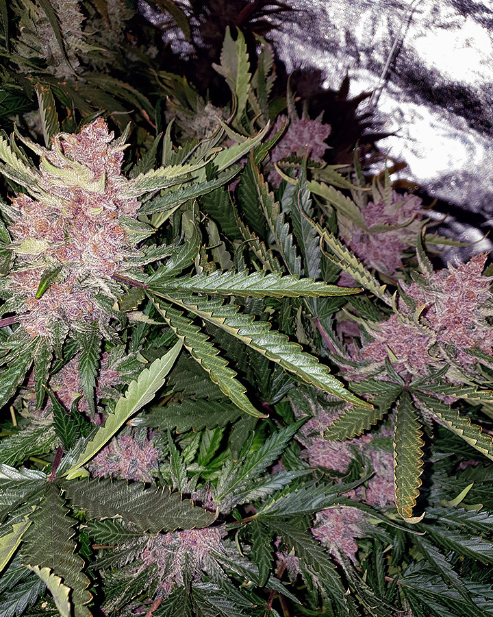Purple Girl Scout Cookies Seeds - Kush Seeds