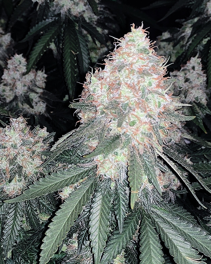 Auto Cherry Pie Seeds - Kush Seeds
